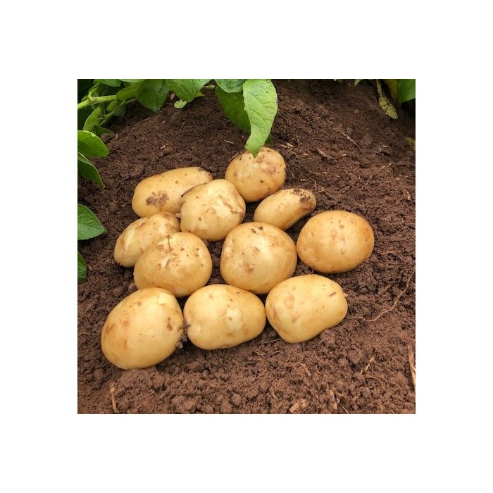SPECIAL DEAL - Acoustic - Second Early Seed Potatoes - Pack of 10