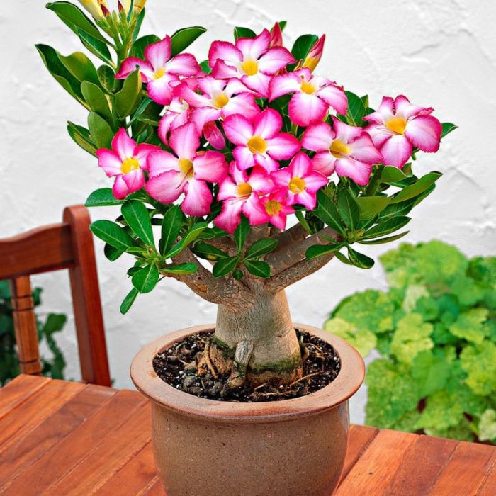 WINTER SALE - Adenium obesum - Desert Rose Plant - 'Anouk'