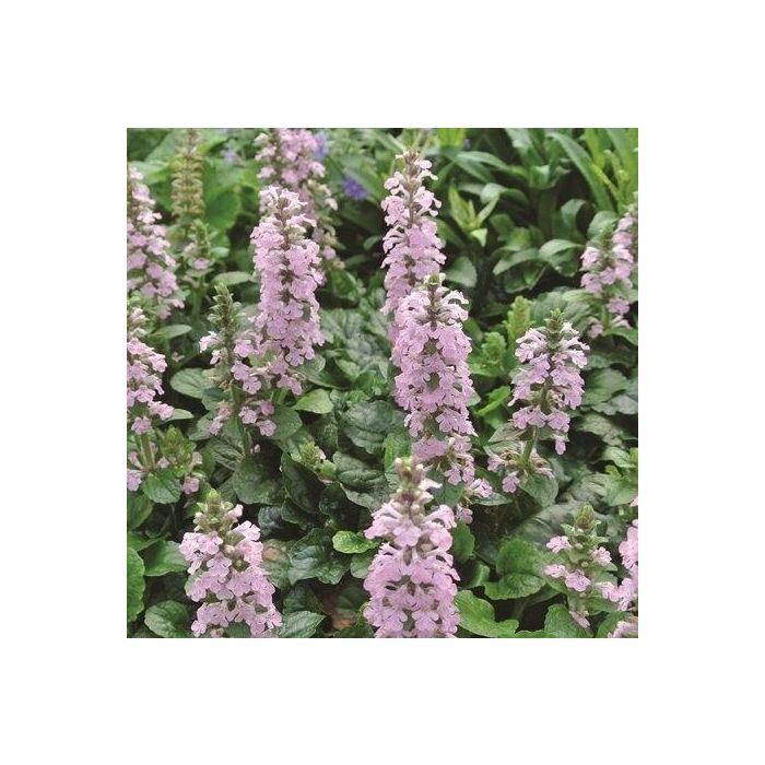 Ajuga reptans rosea