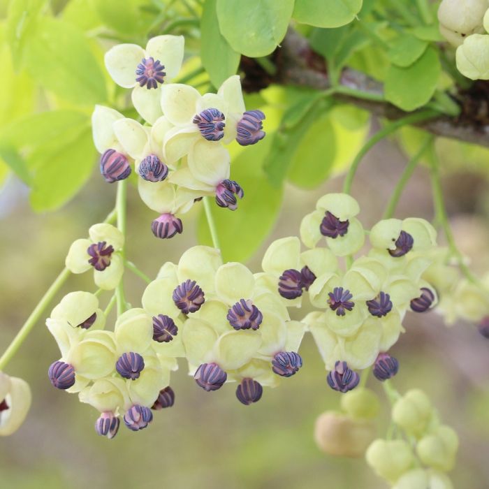 Large 6ft Climber - Akebia quinata - Cream Form - White Chocolate Vine