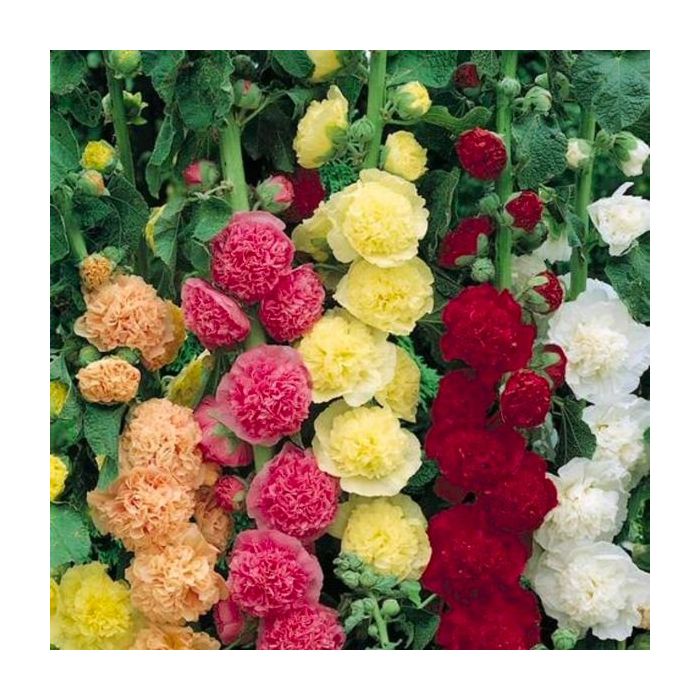 Hollyhock Chaters Doubles - Pack of FOUR Plants
