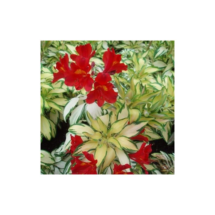 Alstroemeria 'Little Miss Zoe' - Variegated Peruvian Lily