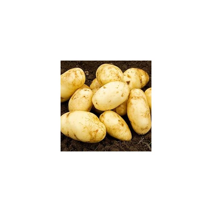 Arran Pilot - First Early Seed Potatoes - Pack of 10