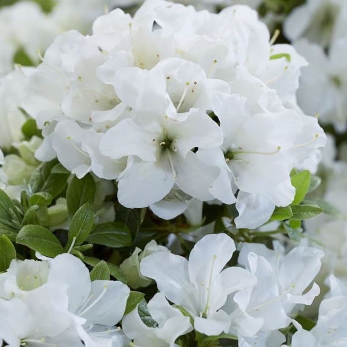 Azalea Rhododendron Encore 'Pure White'