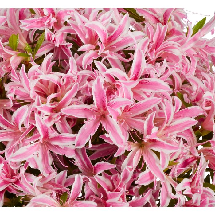 Azalea japonica 'Pink Spider' - Evergreen Azalea