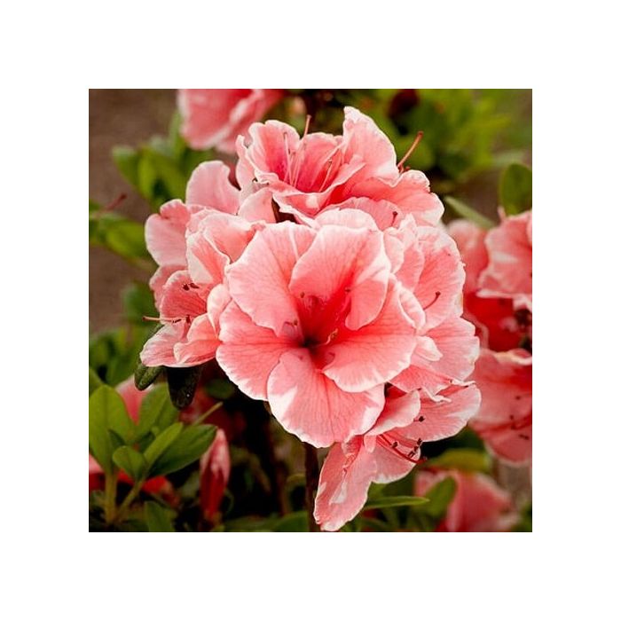 Azalea Rhododendron Encore 'Sunburst'