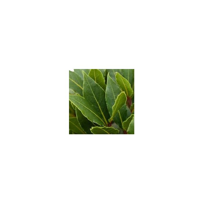 Bay Bush - Laurus nobilis - LARGE - circa 150-180cms