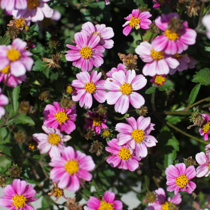Bidens Pretty in Pink