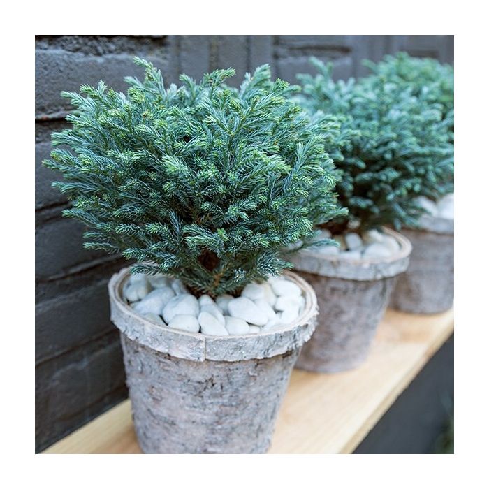 Chamaecyparis pisifera 'Boulevard' - Dwarf Baby Blue Slow Growing Conifer