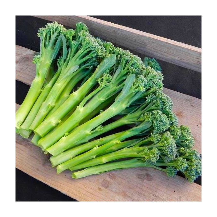 Broccoli Tenderette 'Brokali Apollo' - Pack of TWELVE Plants
