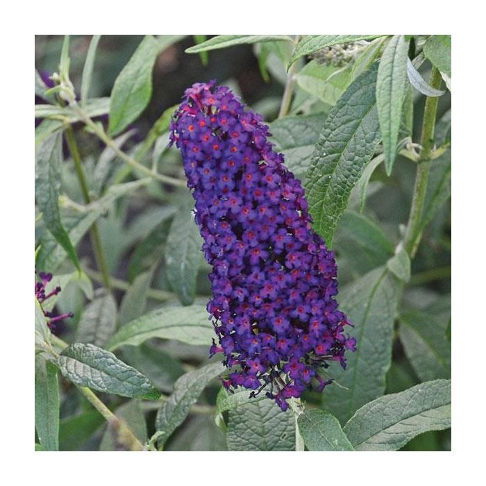 Buddleia Midnight Skies - Buddleja Butterfly Bush