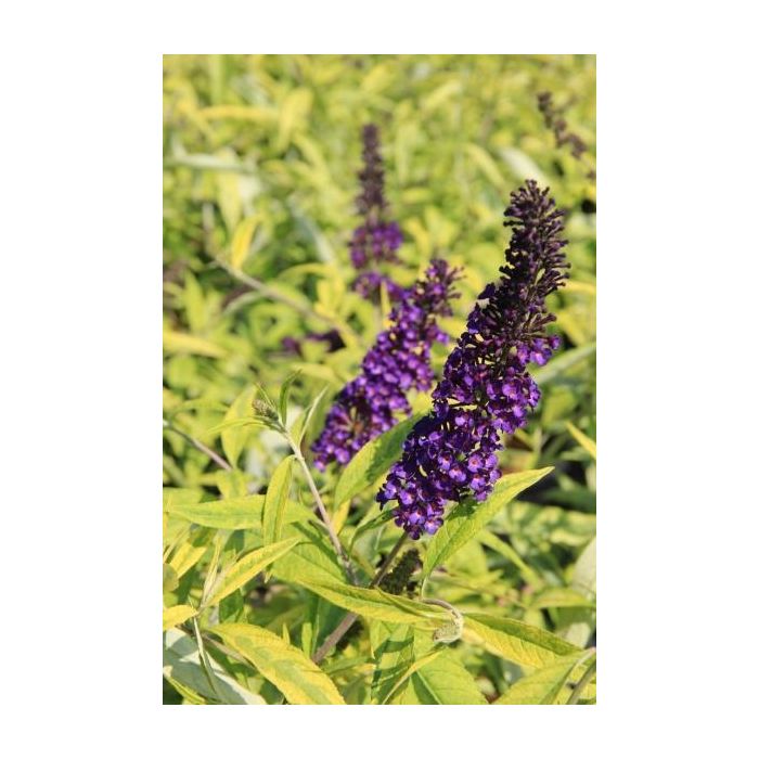 Buddleja davidii Magda's Gold Knight