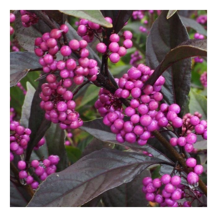 Callicarpa Pearl Glam - Beautyberry
