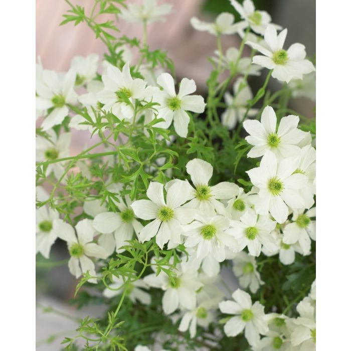 Clematis cartmanii Avalanche - Large 6-7ft Specimen Plant - Early ...