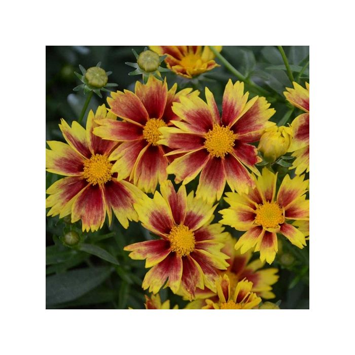 Coreopsis Li'l Bang 'Enchanted Eve'