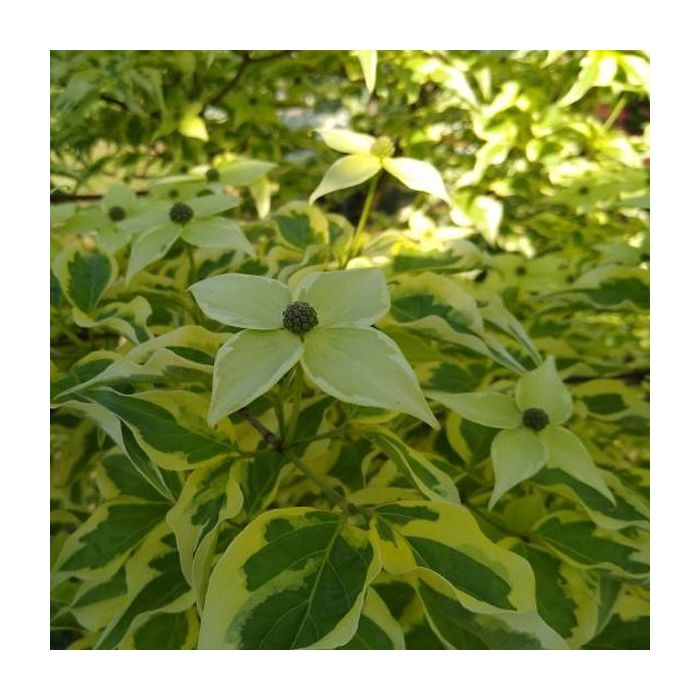 Cornus kousa 'Helena' - LARGE Specimen