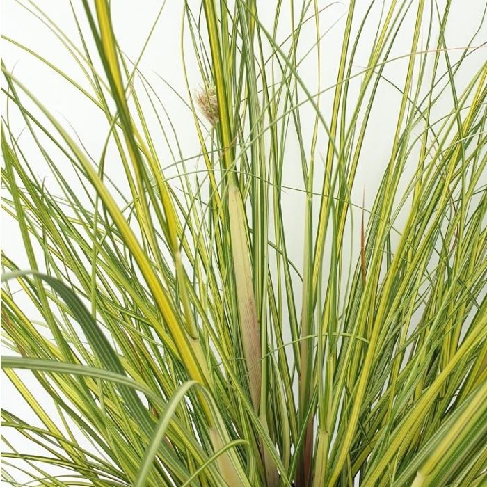 Cortaderia Julia