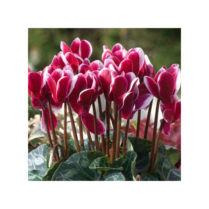 LARGE Cyclamen Flame Bicolour in Bud and Bloom