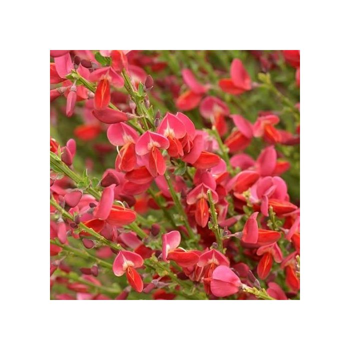 Cytisus scoplarius Red Favourite - Broom