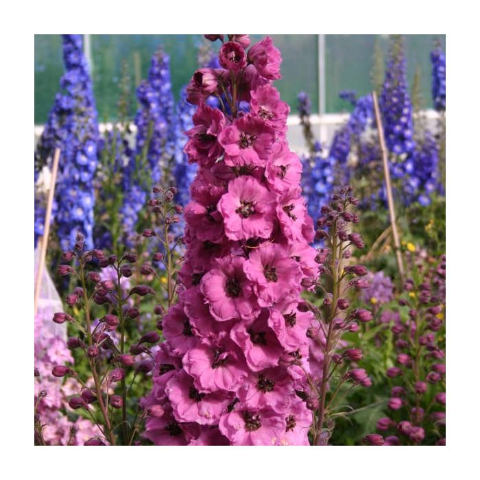 Delphinium Millennium Pink Punch