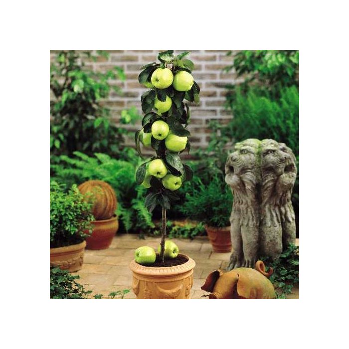Apple - Malus Domestica Golden Delicious - Patio Pillar Fruit Tree