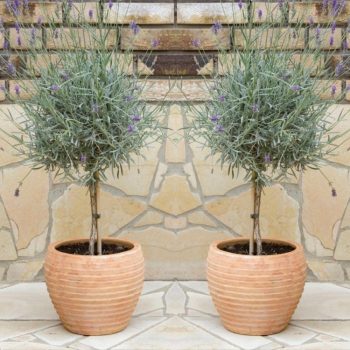 Pair of Beautiful English Lavender Trees - Lavandula angustifolia
