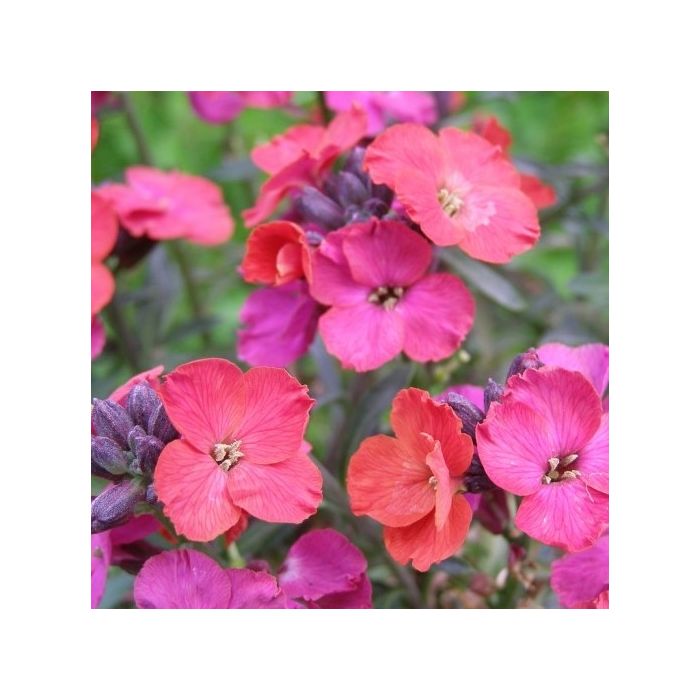 Erysimum Red Jep - Perennial Wallflower