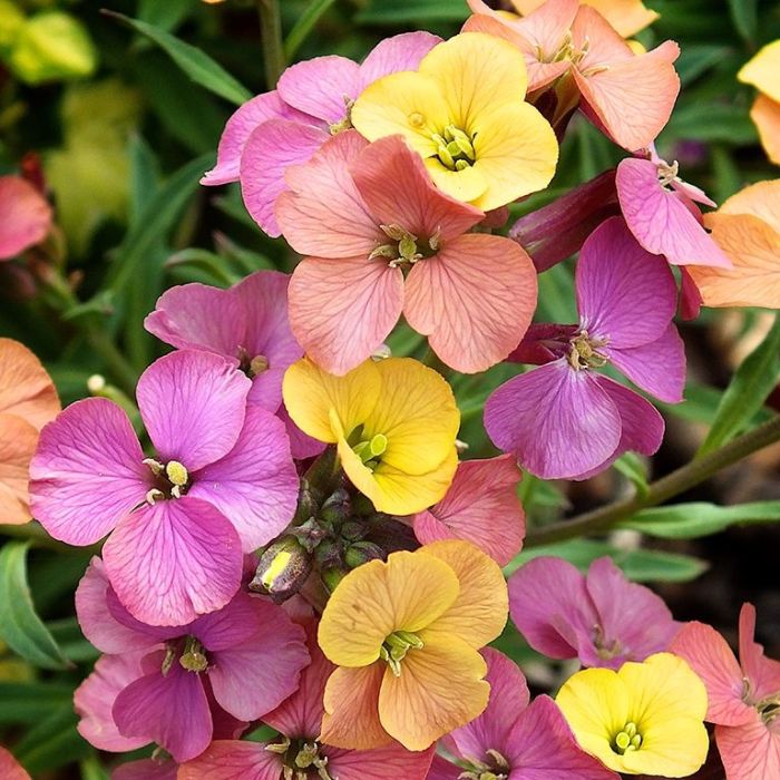 Erysimum Erysistible™ Tricolour - Hardy Perennial Wallflower - In Bud ...