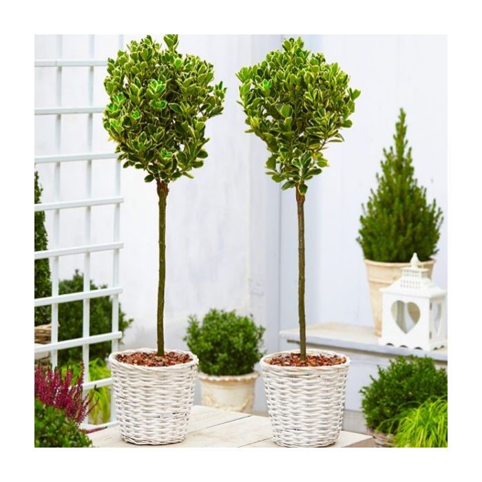 Pair of Euonymus Bravo - Silver Variegated Evergreen Standard Topiary Trees