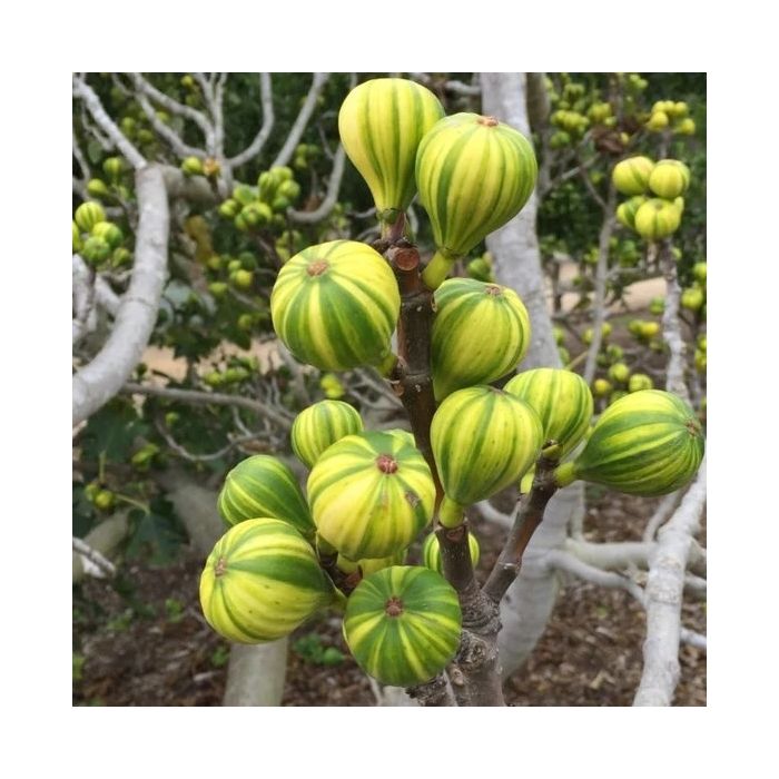 Fig Tree - Ficus carica Panachee - Striped Tiger Fig - circa 80cms+