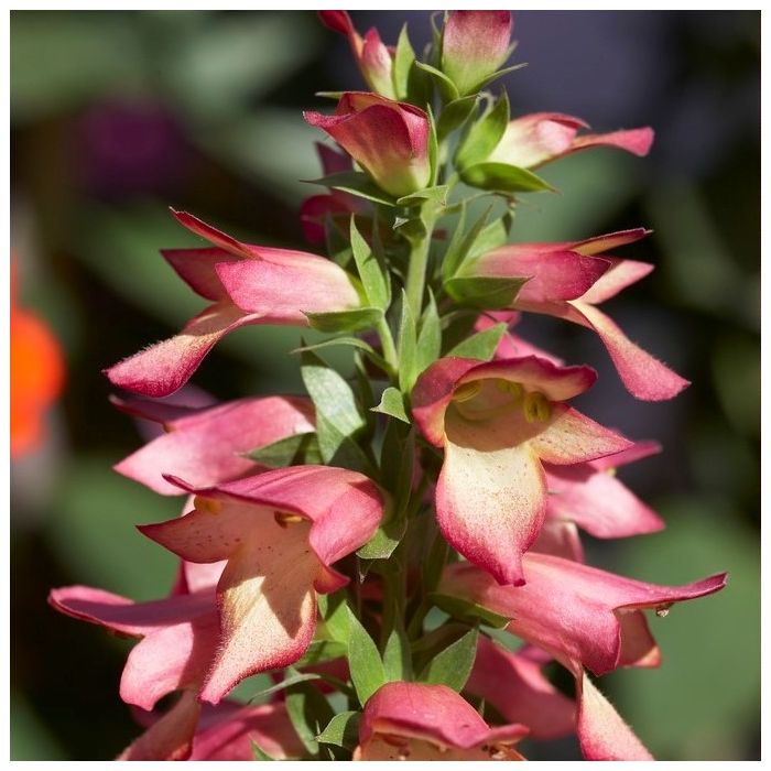 Digiplexis Illumination Flame - Foxglove