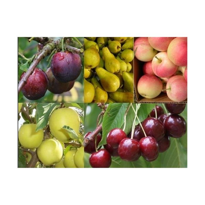 Grow Your Own Fruit Trees - FIVE Large circa 5ft Trees - Orchard ...