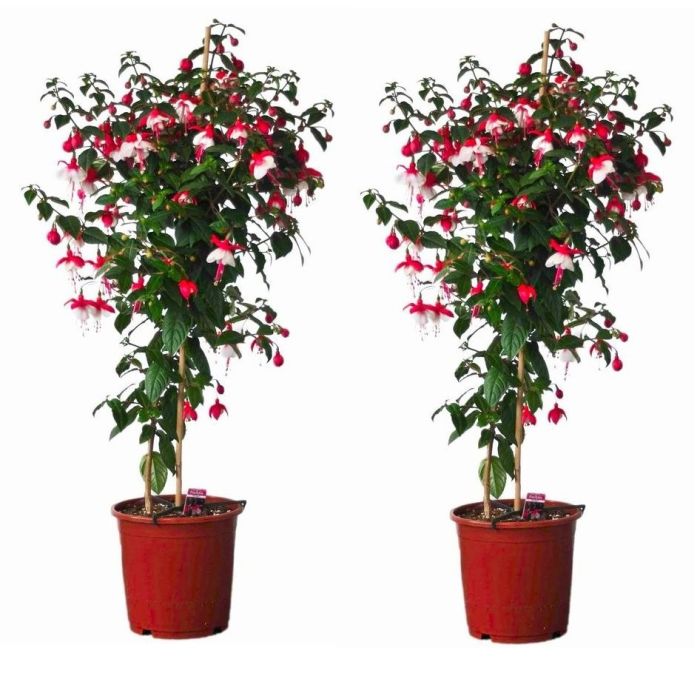 Pair of Fuchsia Tree Standards 'Britney' - Gorgeous Patio Fuchsia Trees