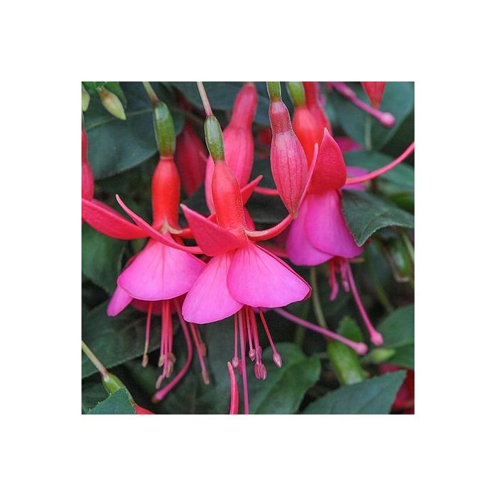 Hardy Fuchsia 'Display'
