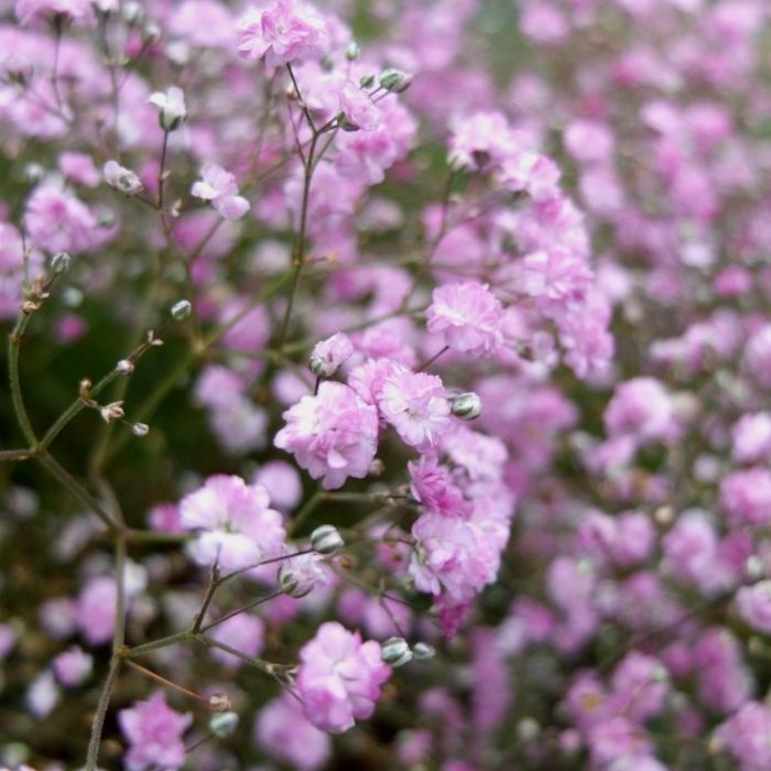 Gypsophila paniculata 'Rose' - Pack of TWENTY
