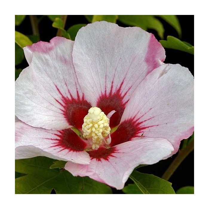 Hibiscus syriacus Mathilde - Rose of Sharon