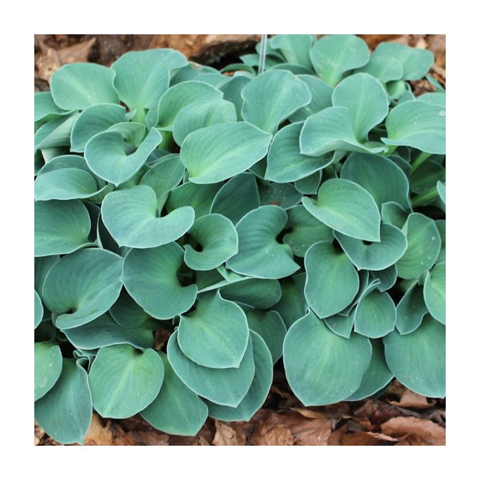 Hosta Blue Mouse Ears