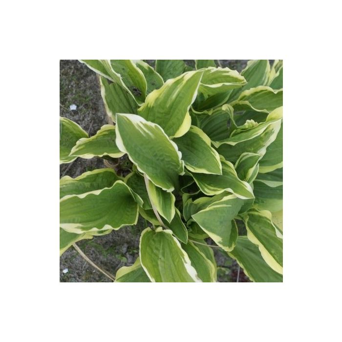 Hosta 'Rubies and Ruffles' - Pack of 3 Bare Root