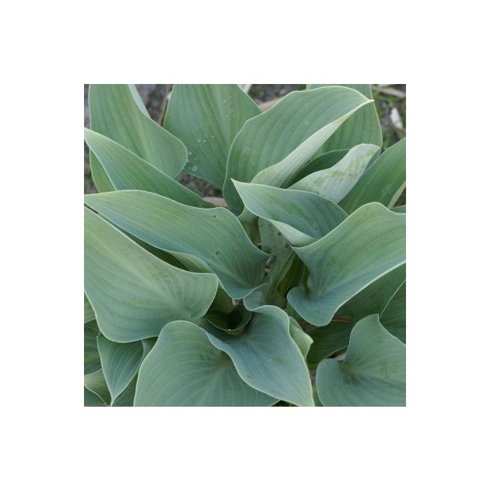 Hosta 'Smoke Signals' - Pack of 3 Bare Root