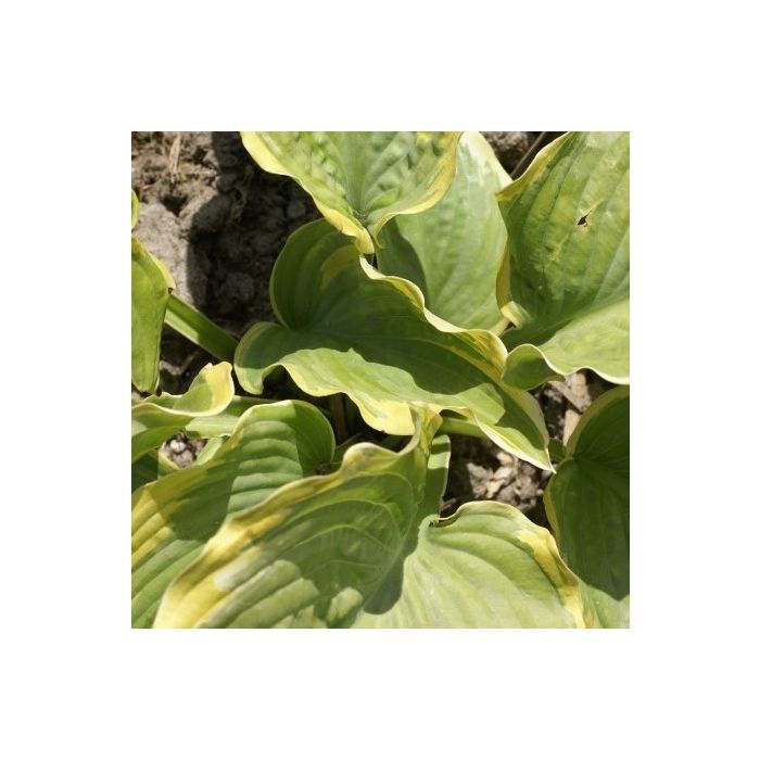 Hosta 'The King' - Pack of 3 Bare Root