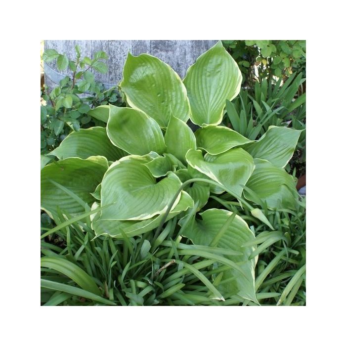 Hosta 'Winter Snow' - Pack of 3 Bare Root