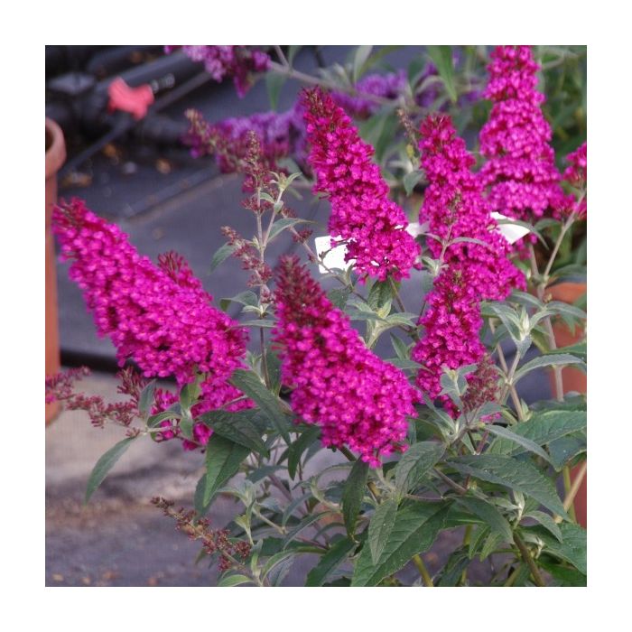 Buddleja Buzz 'Hot Raspberry'