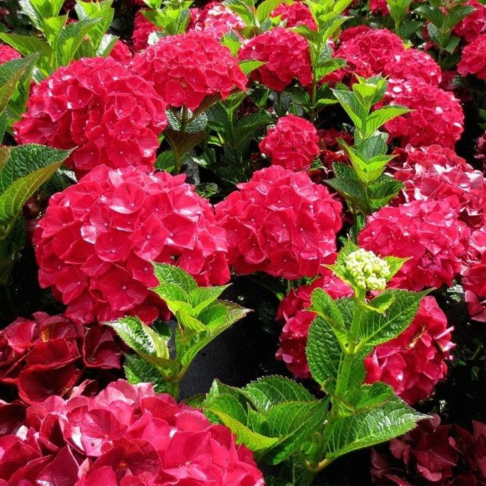 Hydrangea macrophylla 'Alpengluehen' - Glowing Alps Large Flowered ...