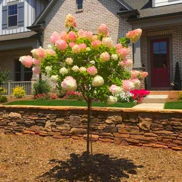 Hydrangea Vanilla Fraise - Large Lollipop Standard Tree - circa 180cm tall