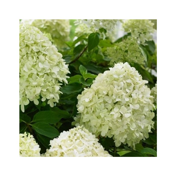 Hydrangea paniculata 'Little Spooky'