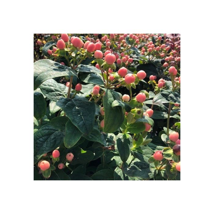 Hypericum Miracle Blossom - St Johns Wort