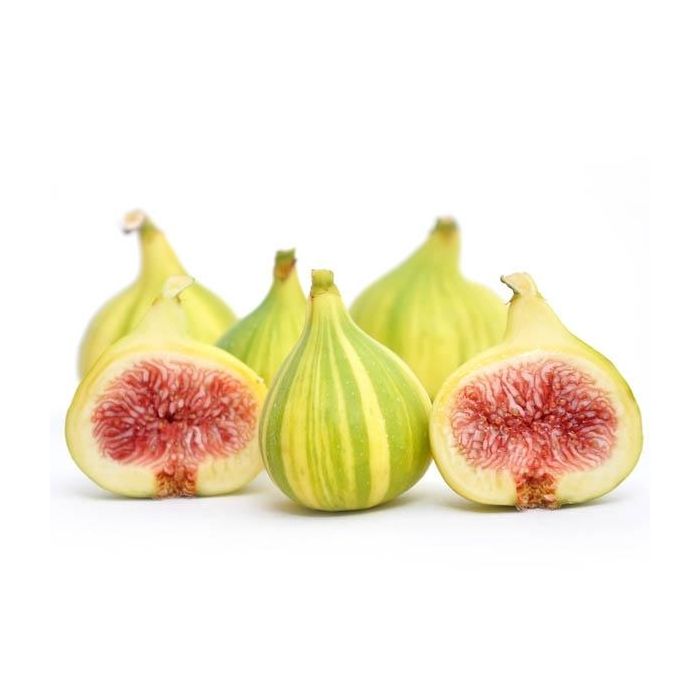 Fig Tree - Ficus carica Panachee - Striped Tiger Fig - circa 80cms+