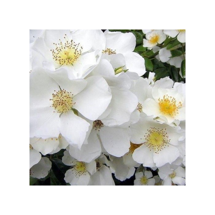 Rose Wedding Day - Climbing Rose - Rambling Wedding Day