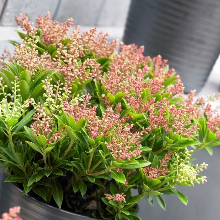 Pieris Prelude