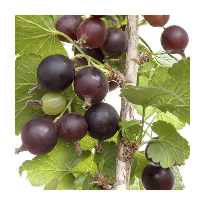 Josta Berry - Ribes nidigrolaria Josta